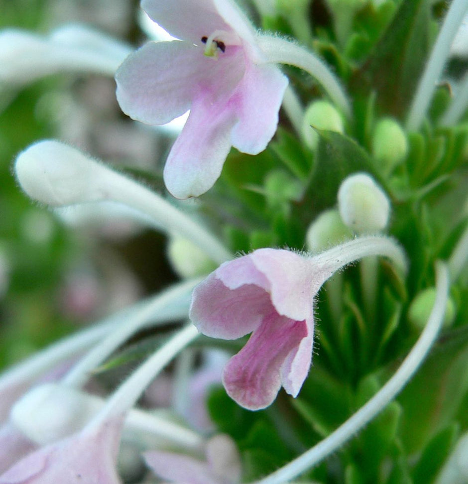 Morina longifolia | Himalayan whorlflower – The Old Dairy Nursery & Gardens