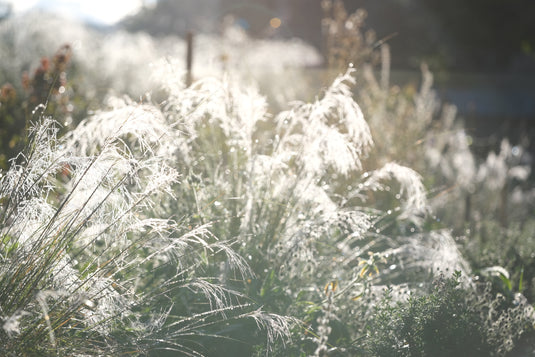 Muhlenbergia reverchonii 'Undaunted' | ruby muhly – The Old Dairy ...