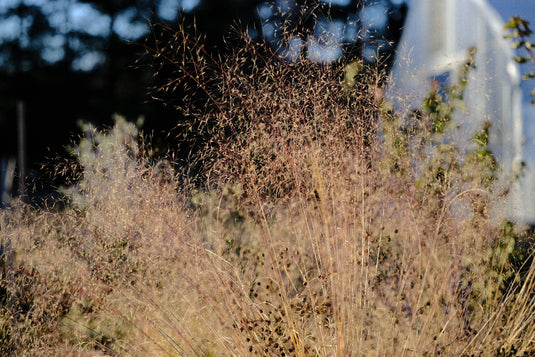 Muhlenbergia reverchonii 'Undaunted' | ruby muhly – The Old Dairy ...