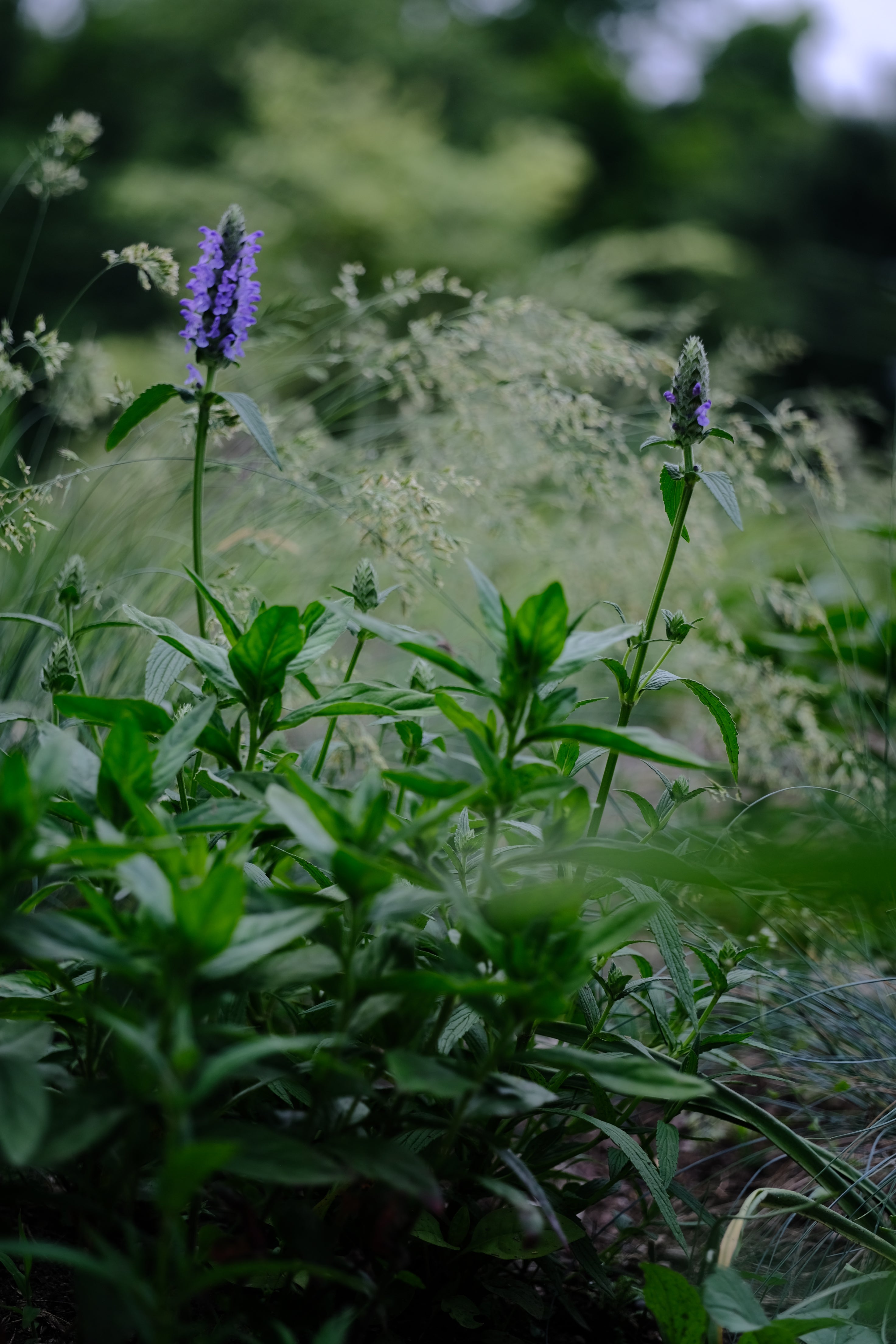 Nepeta nervosa | nerve catmint – The Old Dairy Nursery & Gardens
