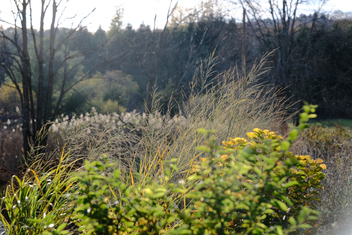Panicum amarum (bitter switchgrass) – The Old Dairy Nursery & Gardens