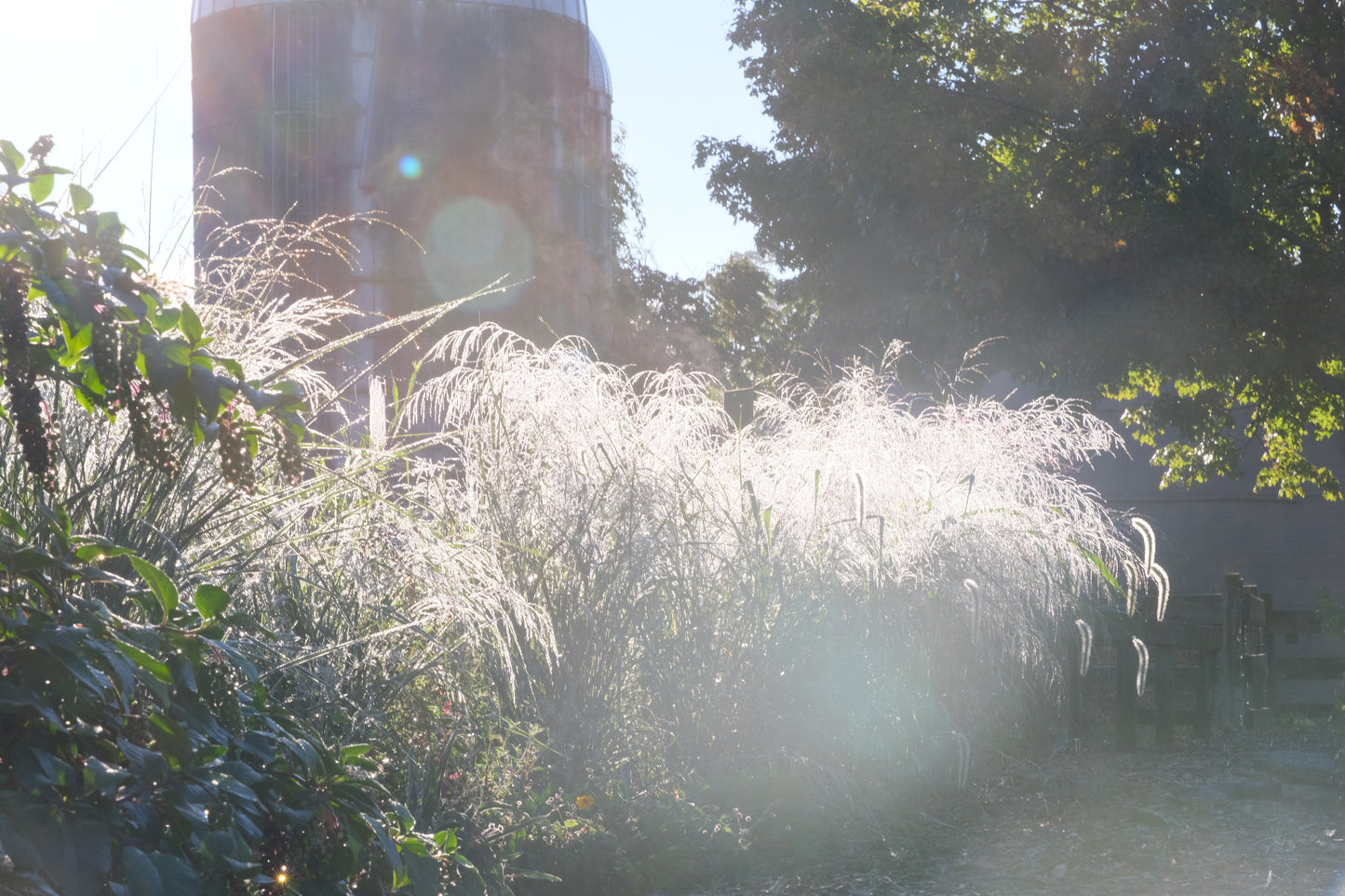 Panicum amarum (bitter switchgrass) – The Old Dairy Nursery & Gardens