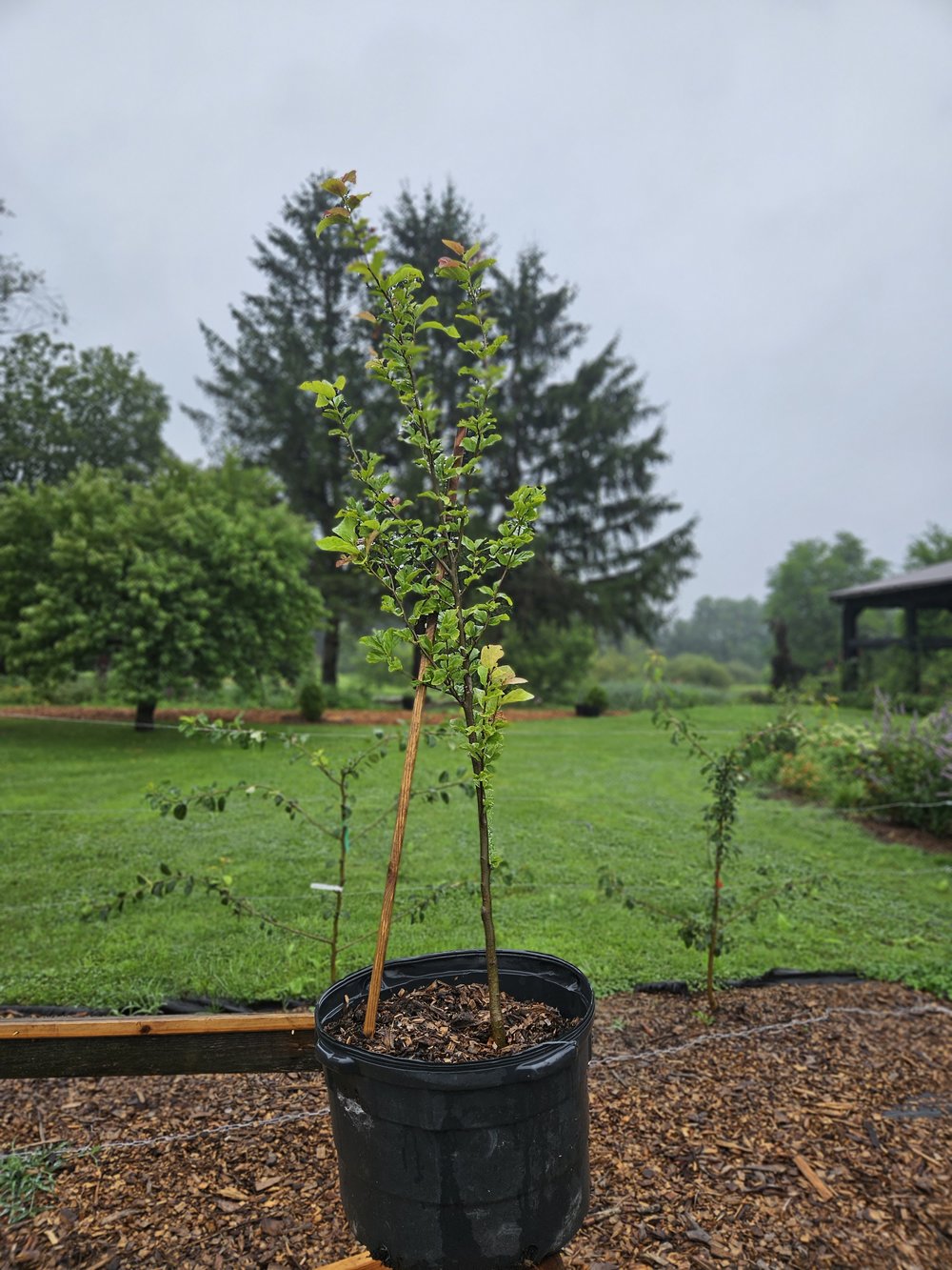 Parrotia persica 'Golden Bell Tower' | Persian ironwood – The Old Dairy ...