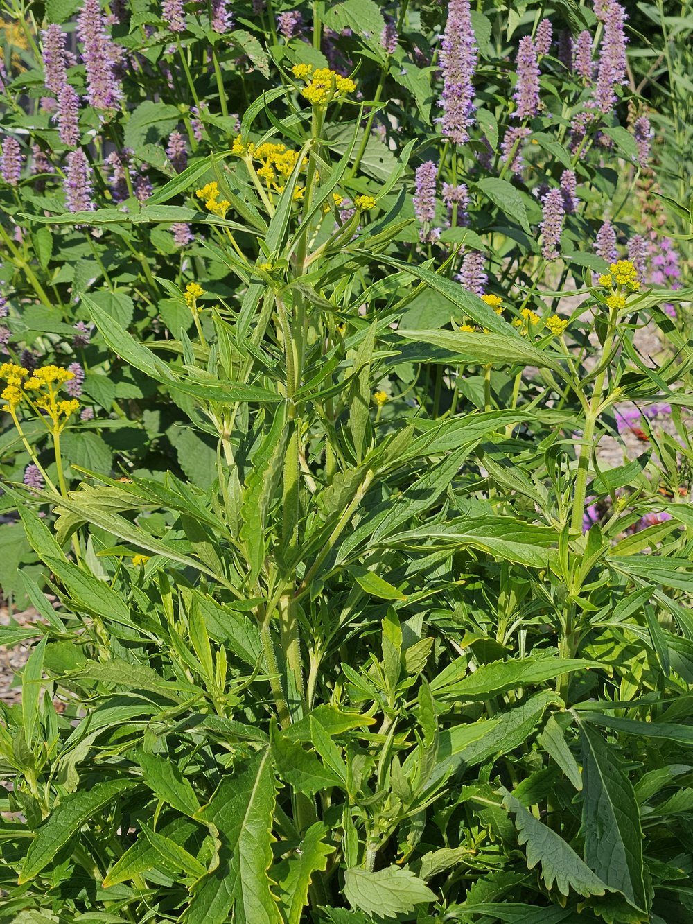 Patrinia scabiosifolia – The Old Dairy Nursery & Gardens