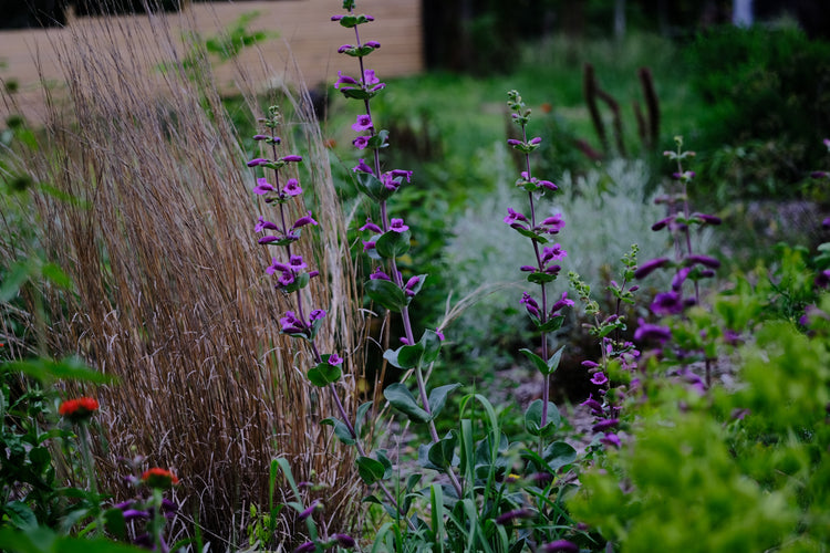 Penstemon superbus | superb beardtongue – The Old Dairy Nursery & Gardens