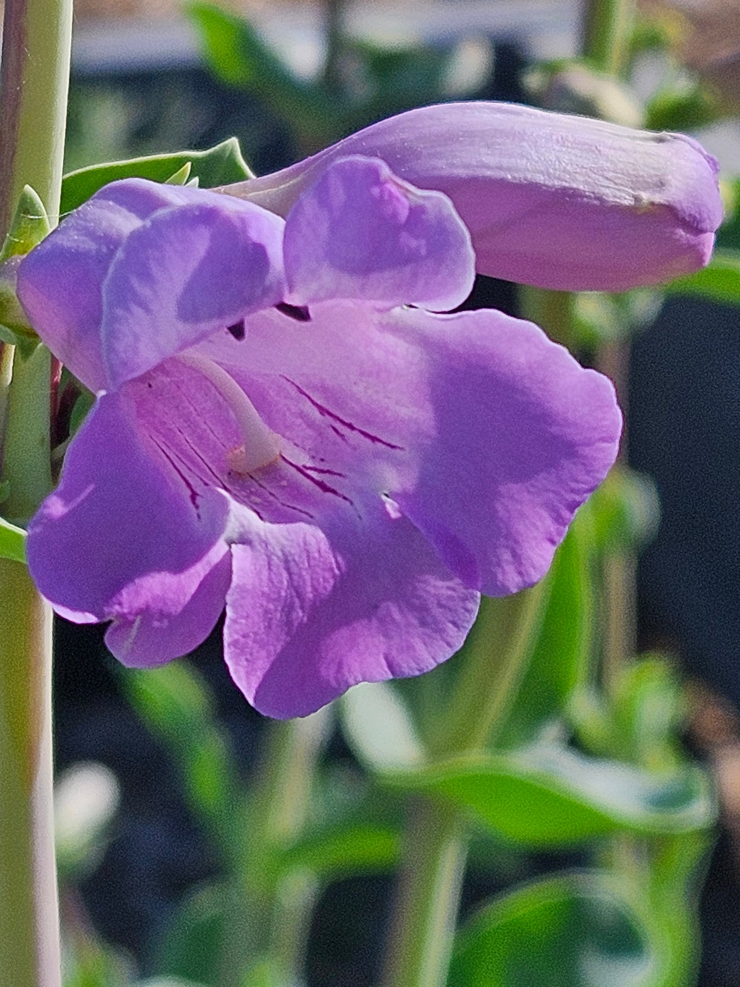 Penstemon grandiflorus (large beardtongue) – The Old Dairy Nursery ...