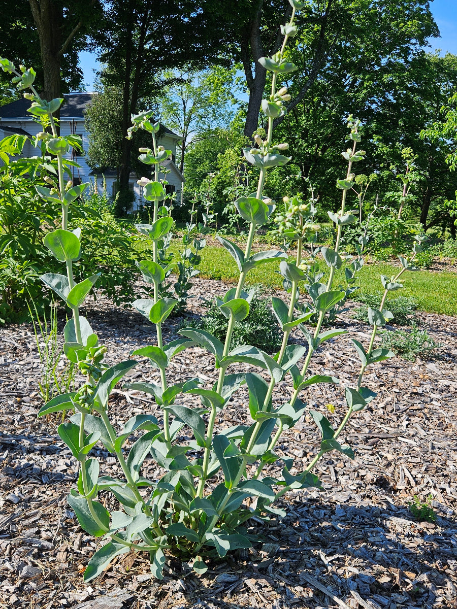 Penstemon grandiflorus | large beardtongue – The Old Dairy Nursery ...