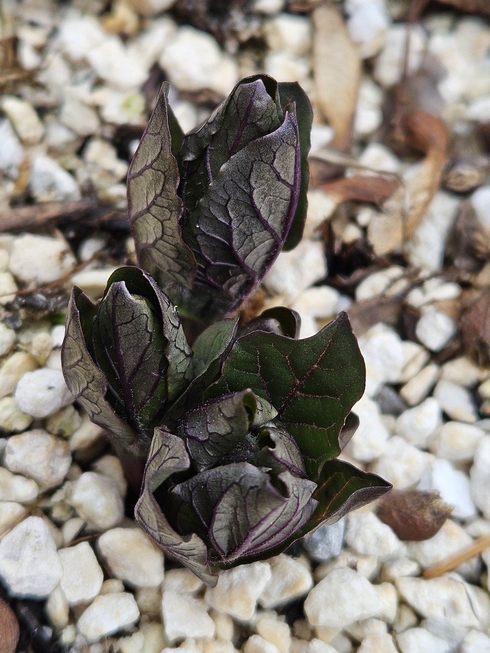 Physochlaina orientalis (Oriental henbane) – The Old Dairy Nursery ...