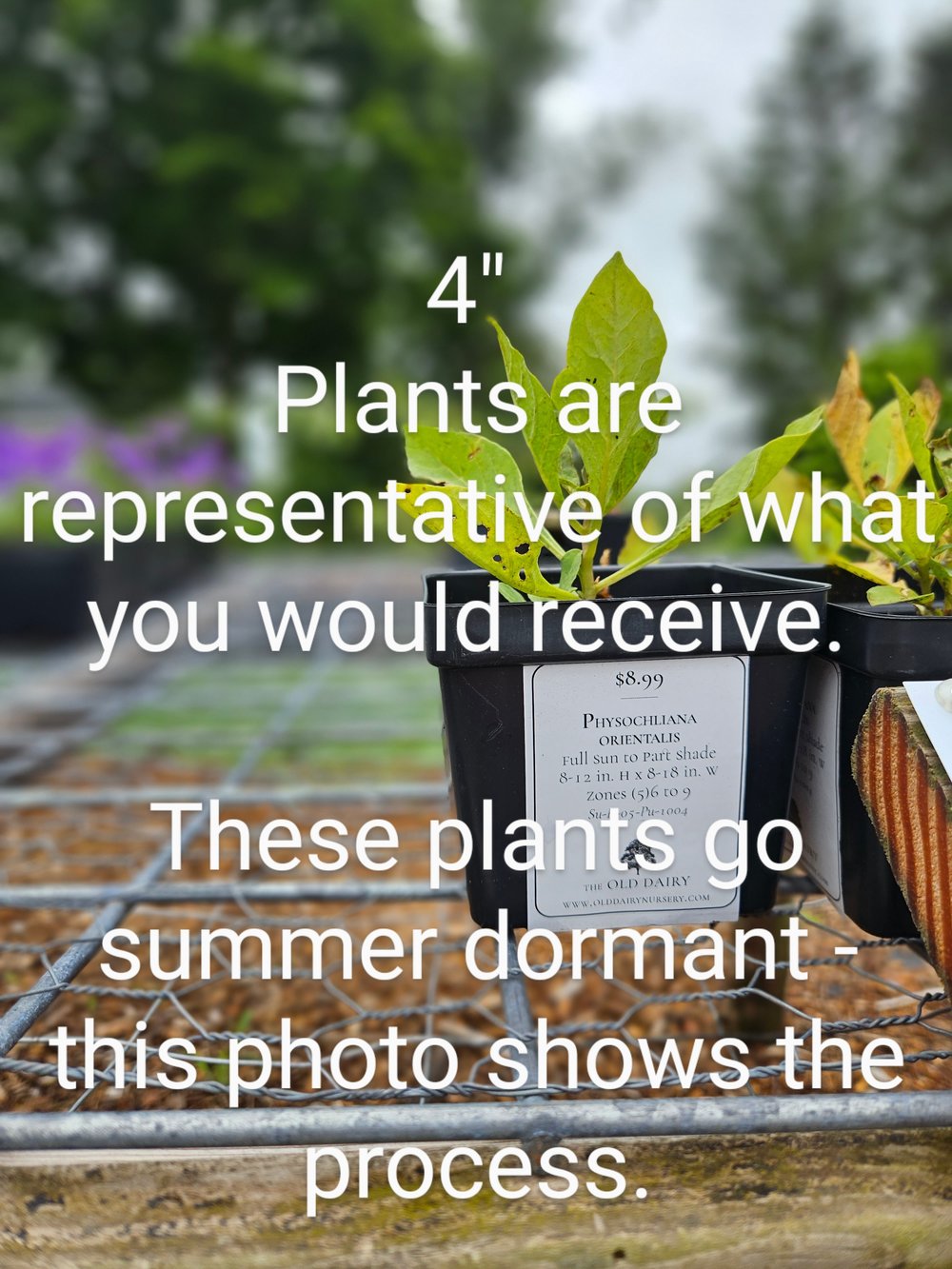 Physochlaina orientalis (Oriental henbane) – The Old Dairy Nursery ...