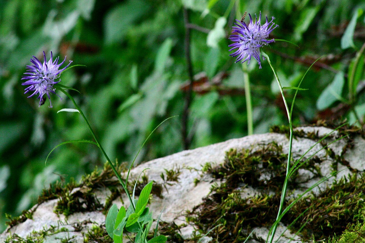 Phyteuma scheuchzeri (horned rampion) – The Old Dairy Nursery & Gardens