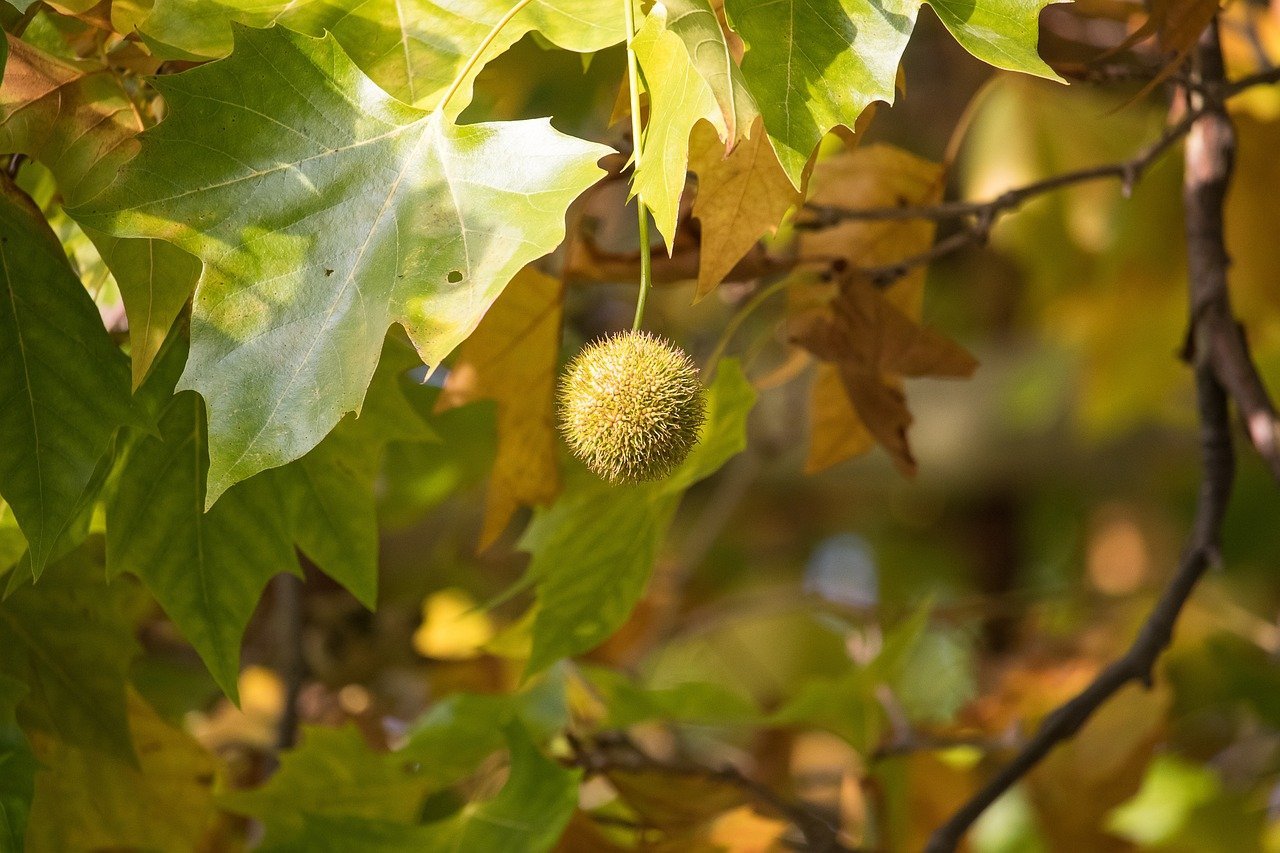 Platanus occidentalis (American sycamore) – The Old Dairy Nursery & Gardens