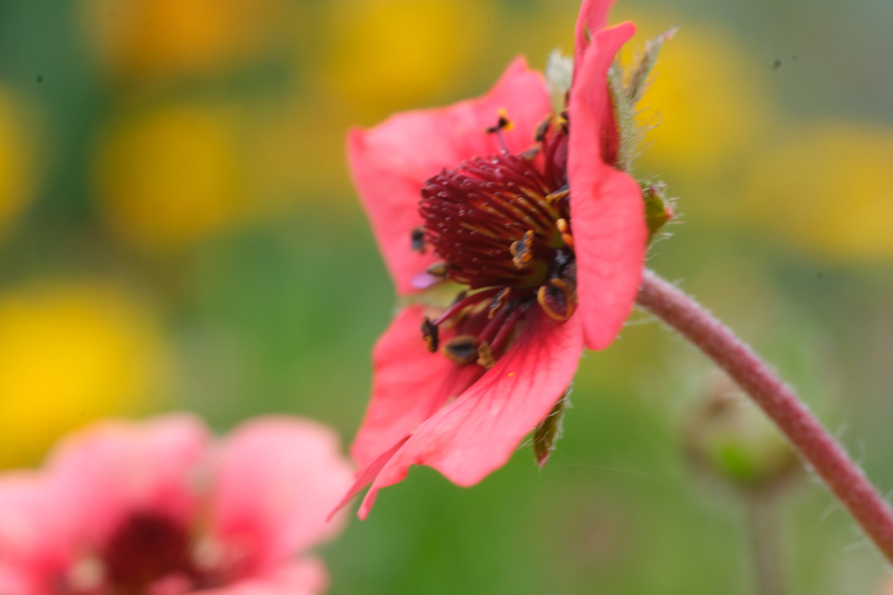 Potentilla nepalensis 'Melton Fire' | Nepal cinquefoil – The Old Dairy ...
