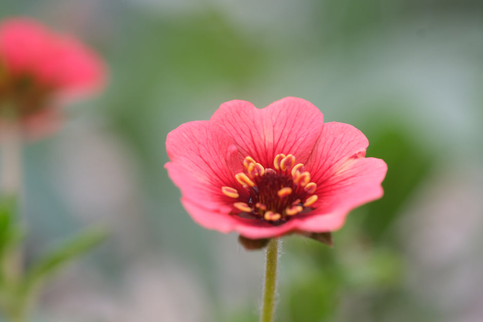 Potentilla nepalensis 'Miss Willmott' | Nepal cinquefoil – The Old ...