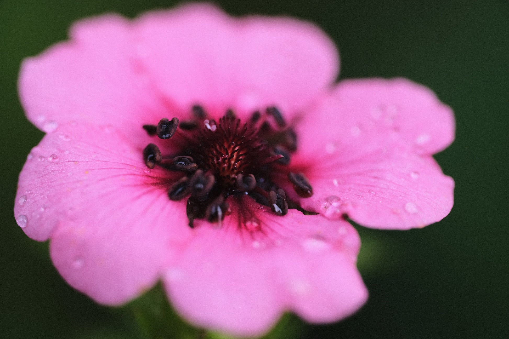 Potentilla nepalensis 'Miss Willmott' (Nepal cinquefoil) – The Old ...