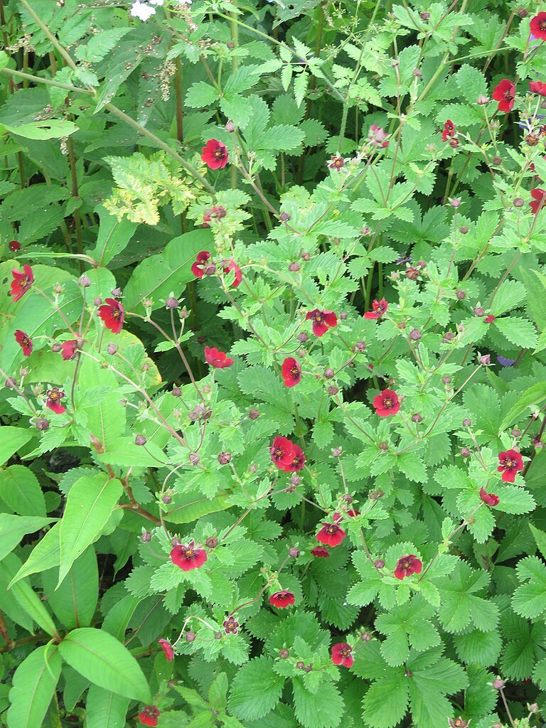 Potentilla nepalensis 'Miss Willmott' | Nepal cinquefoil – The Old ...