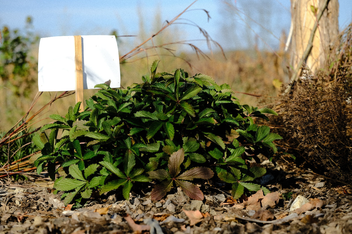 Potentilla nepalensis 'Miss Willmott' (Nepal cinquefoil) – The Old ...