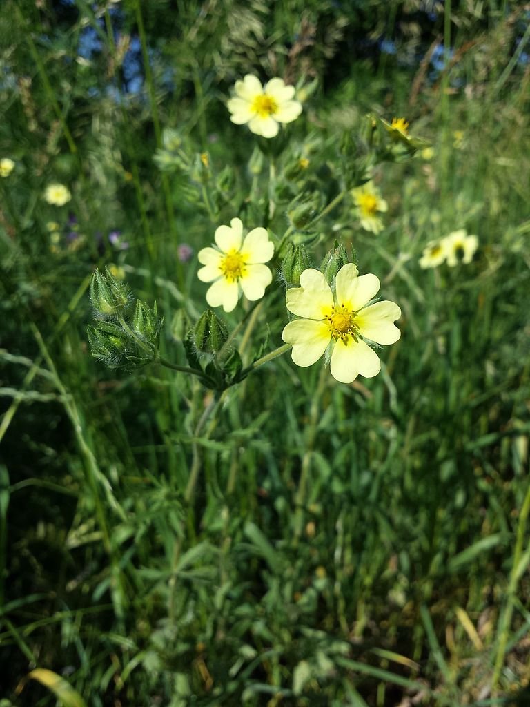 Potentilla recta – The Old Dairy Nursery & Gardens