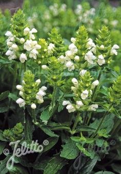 Prunella grandiflora 'Alba' | self-heal – The Old Dairy Nursery & Gardens