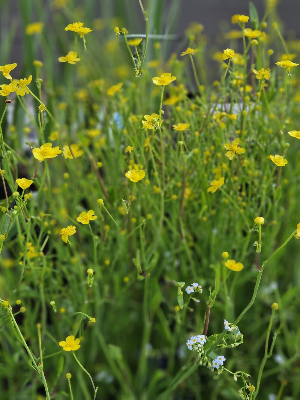 Ranunculus lingua 'Grandiflorus' | greater spearwort – The Old Dairy ...