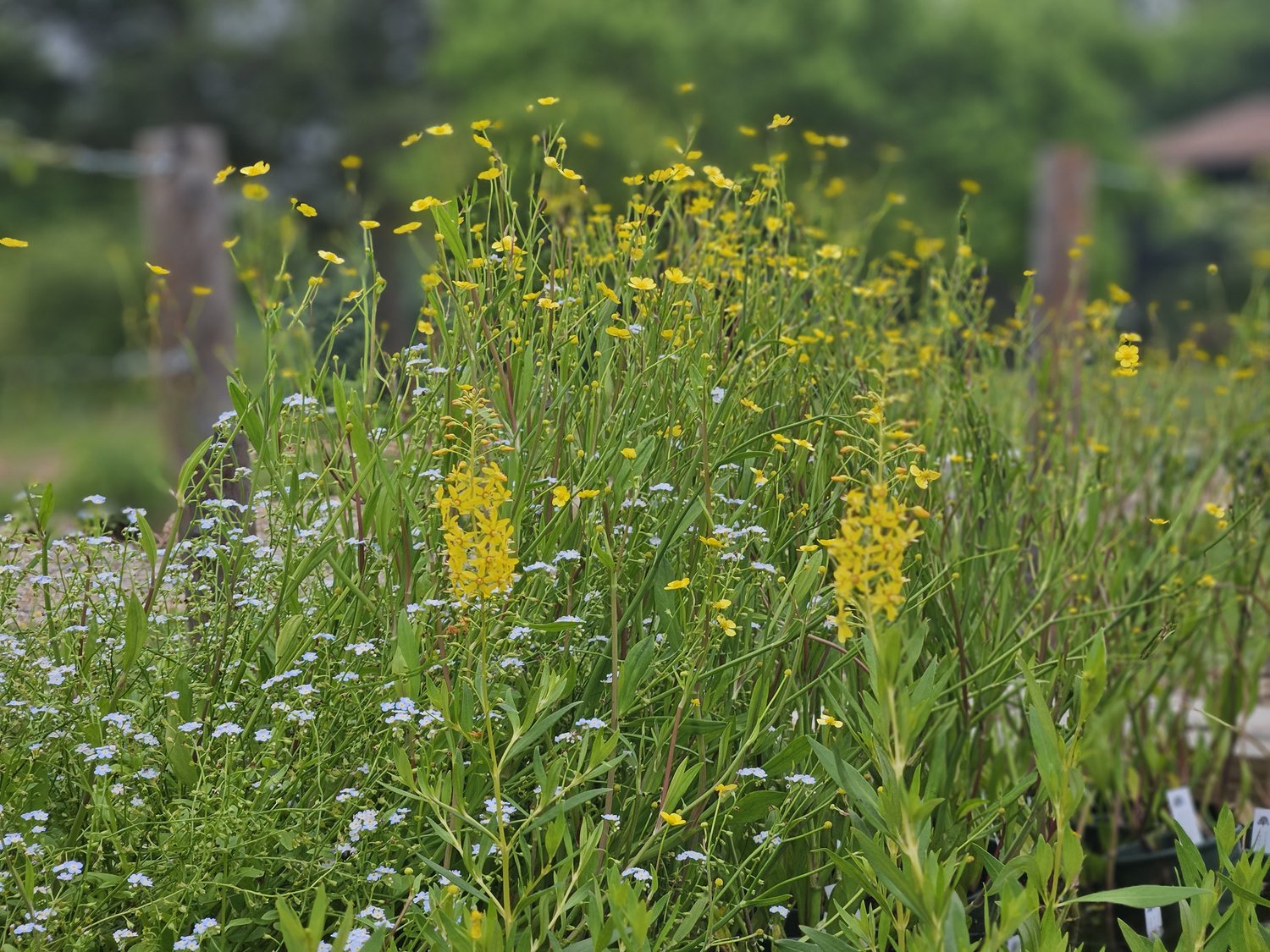 Ranunculus lingua 'Grandiflorus' | greater spearwort – The Old Dairy ...