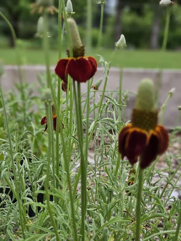 Ratibida columnifera f. pulcherrima (Mexican hat) – The Old Dairy ...