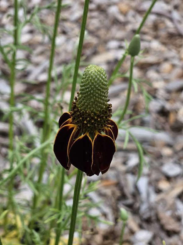 Ratibida columnifera f. pulcherrima (Mexican hat) – The Old Dairy ...
