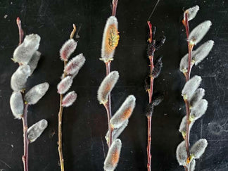 Salix irrorata 'Violet Beauty' | bluestem willow – The Old Dairy Nursery & Gardens