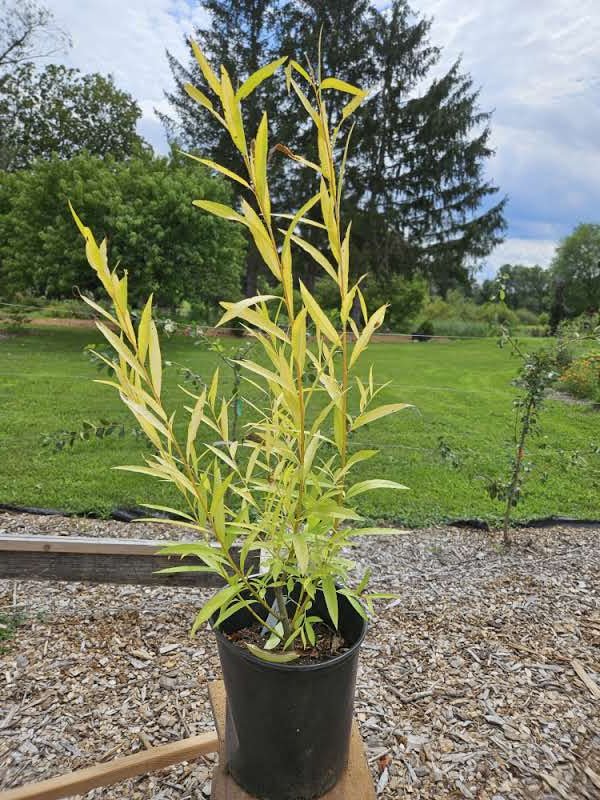 Salix fragilis f. vitellina 'Aurea' (golden willow) – The Old Dairy ...