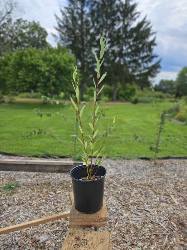 Salix irrorata 'Violet Beauty' (bluestem willow) – The Old Dairy Nursery & Gardens
