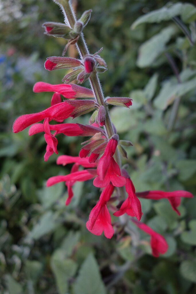 Salvia hians | Himalayan sage – The Old Dairy Nursery & Gardens