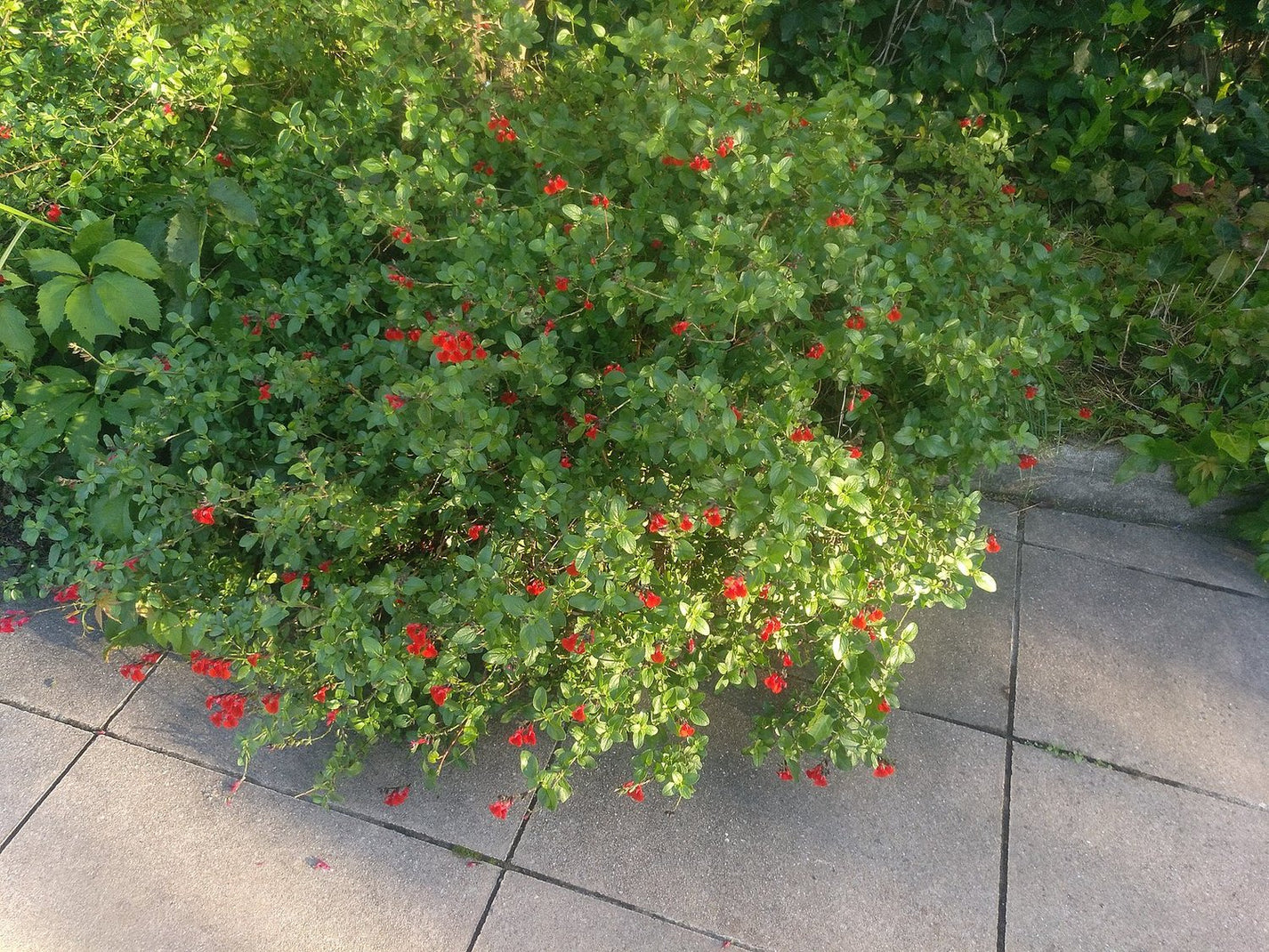 Salvia greggii 'Royal Bumble' – The Old Dairy Nursery & Gardens