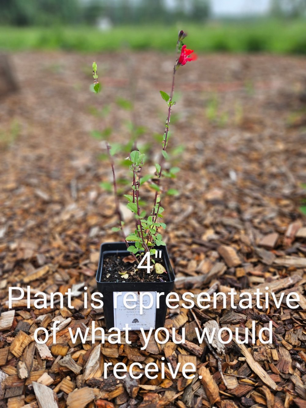 Salvia greggii 'Royal Bumble' – The Old Dairy Nursery & Gardens