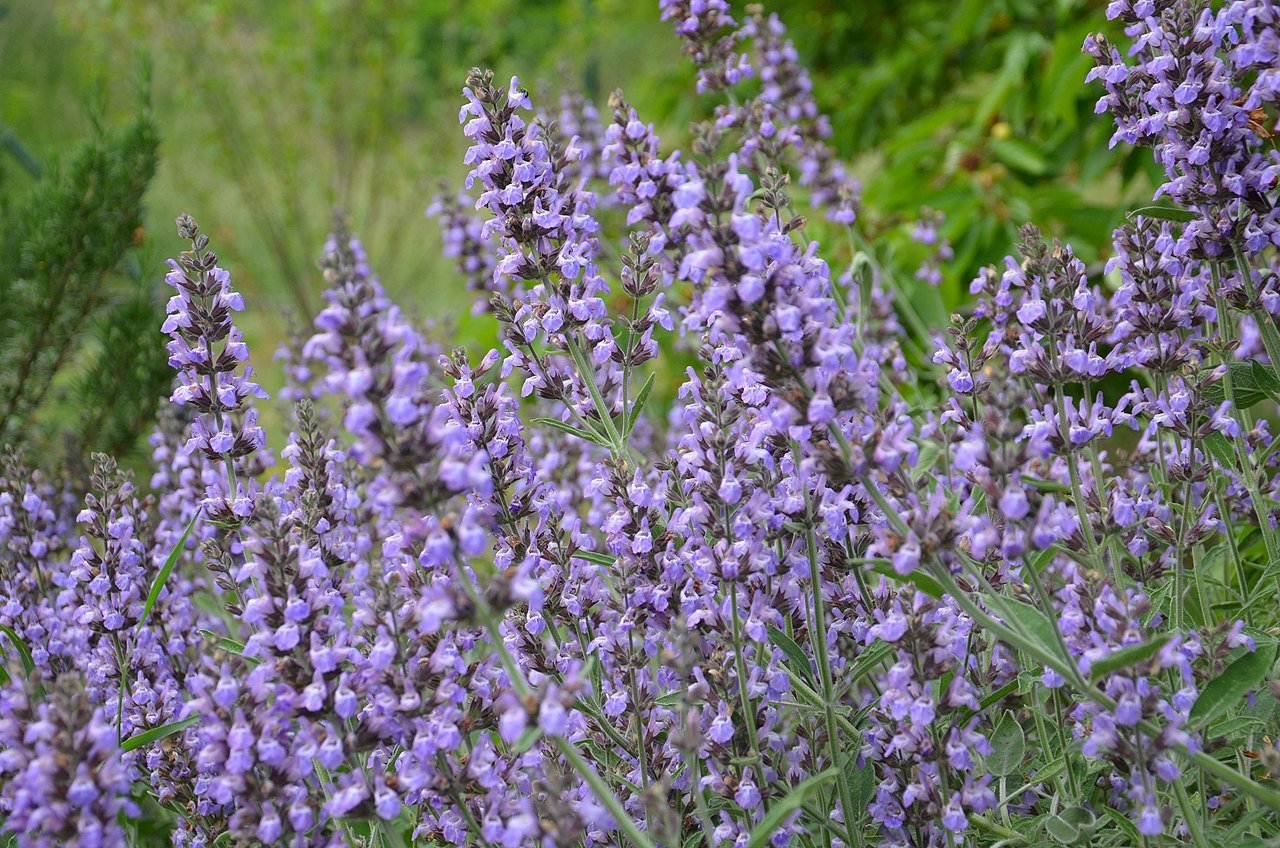 Salvia lavandulifolia – The Old Dairy Nursery & Gardens