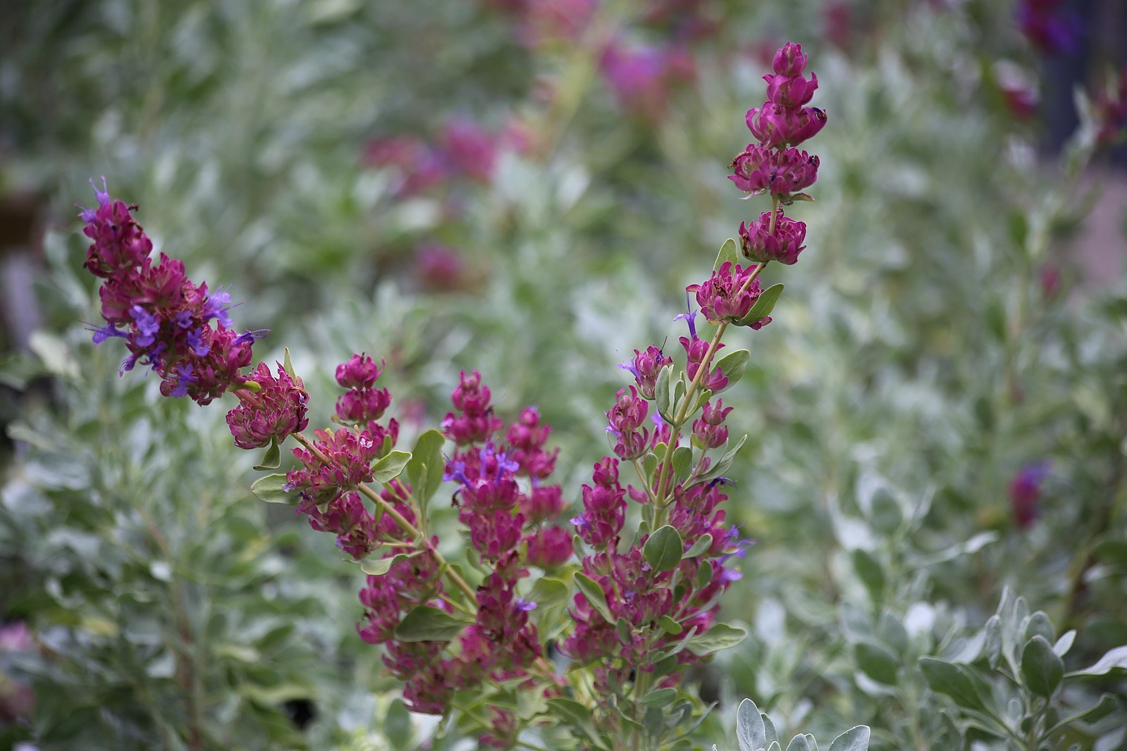 Salvia pachyphylla | rose sage – The Old Dairy Nursery & Gardens