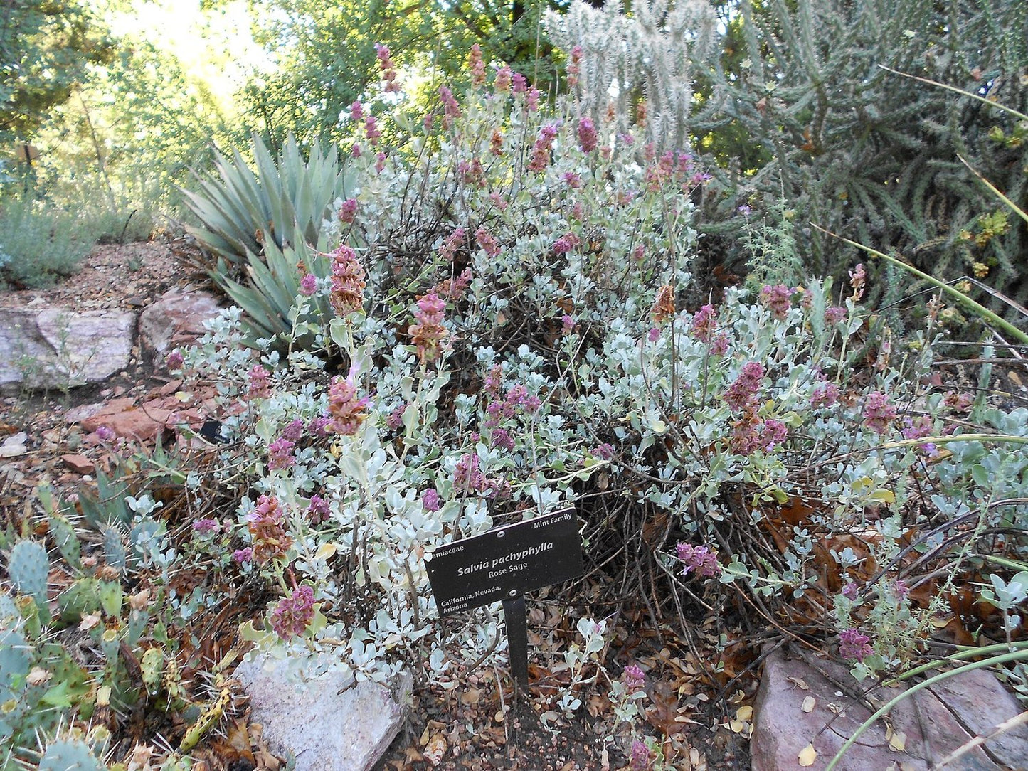 Salvia pachyphylla (rose sage) – The Old Dairy Nursery & Gardens