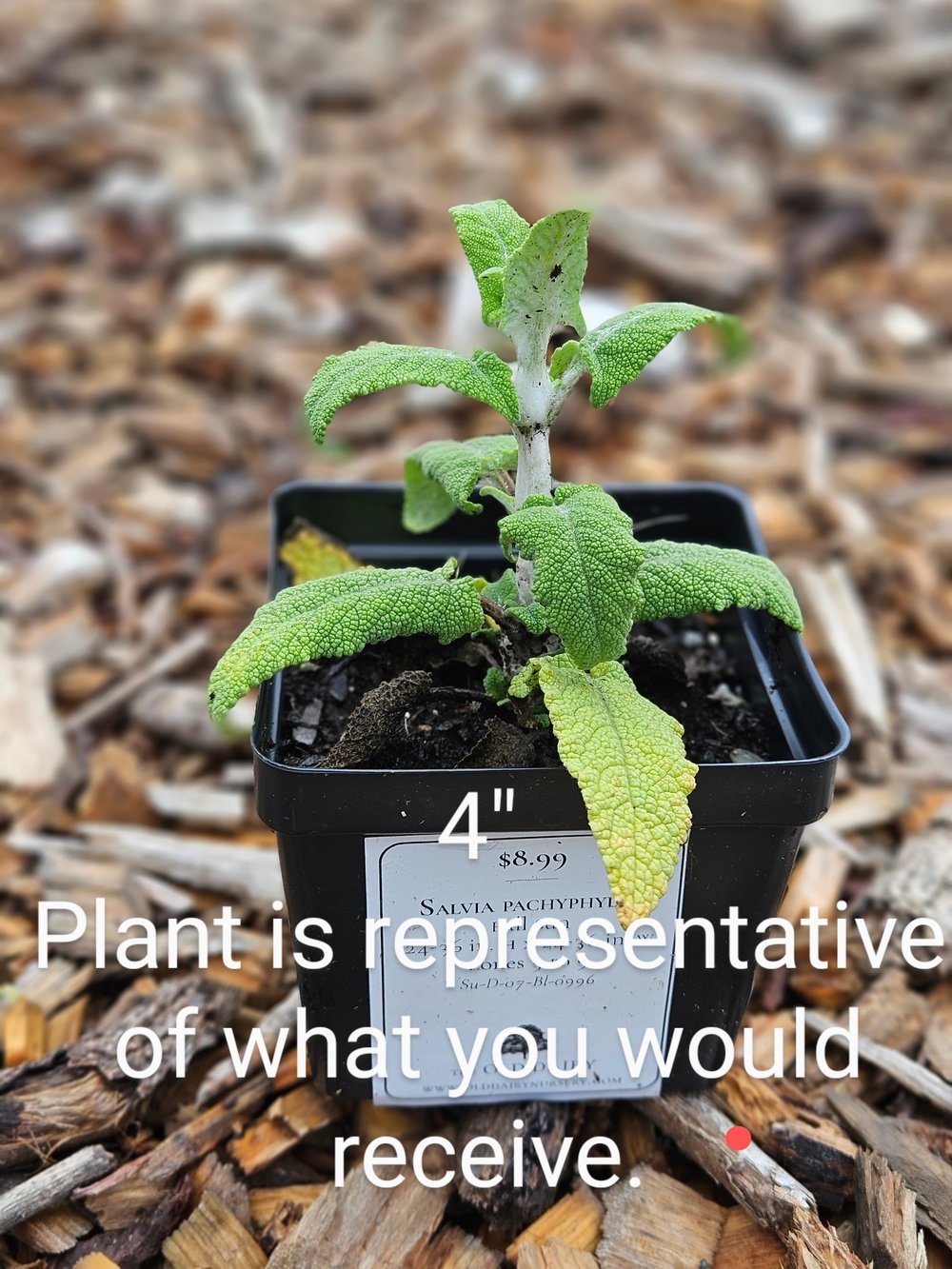 Salvia pachyphylla – The Old Dairy Nursery & Gardens