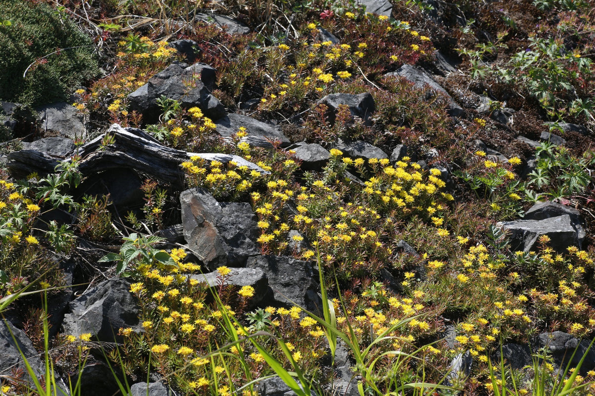 Sedum middendorffianum aka Phedimus middendorffianus (Chinese mountain ...