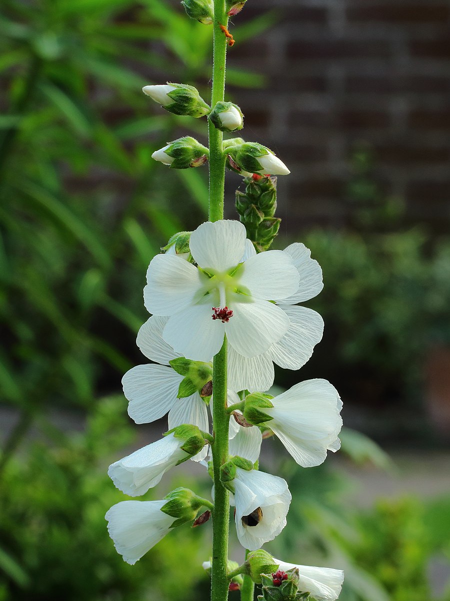 Sidalcea candida 'Bianca' | modest mallow – The Old Dairy Nursery & Gardens