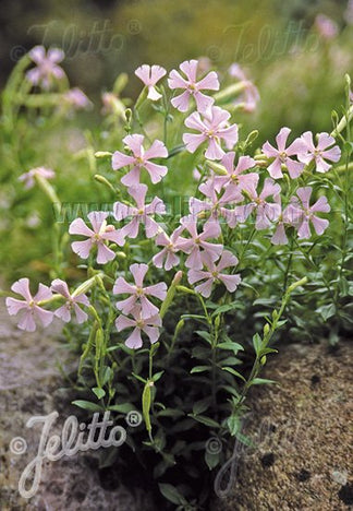 Silene schafta 'Shell Pink' | alpine catchfly – The Old Dairy Nursery ...