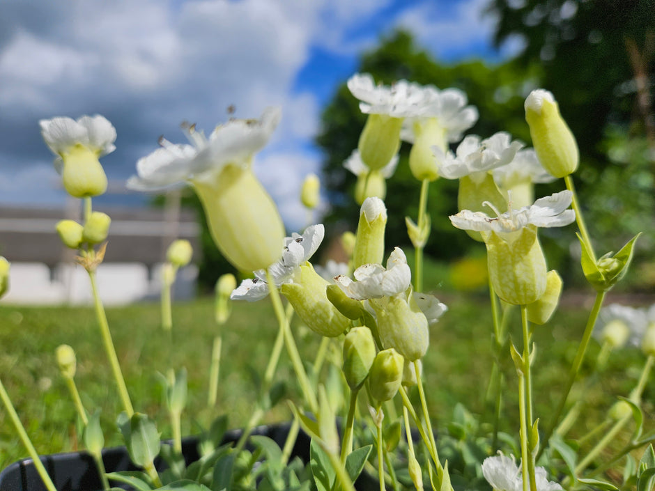 Silene uniflora 'Compacta' | whitethroat catchfly – The Old Dairy ...