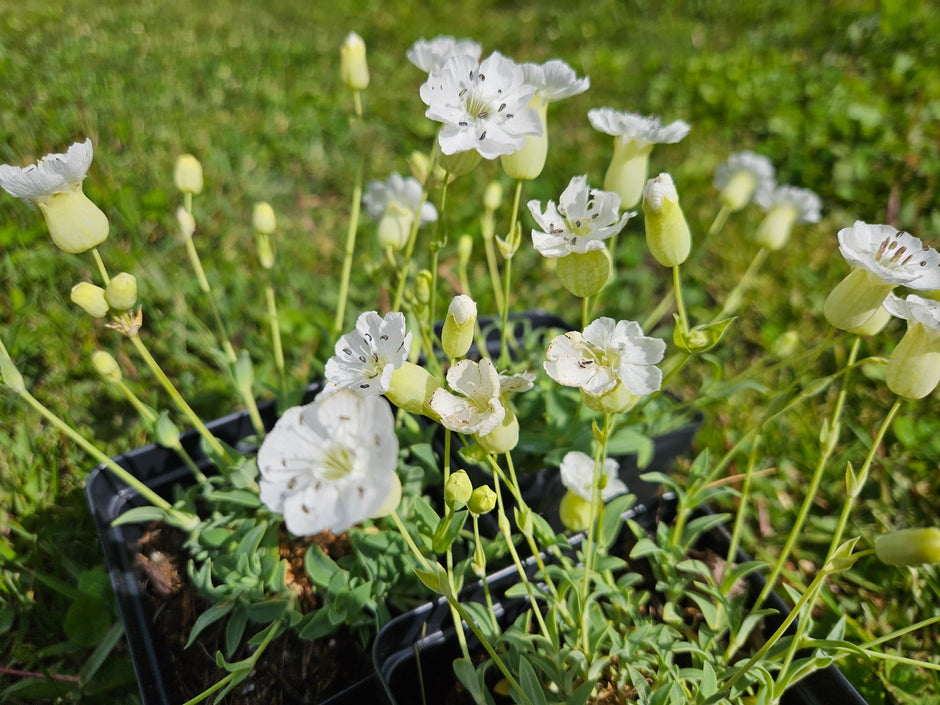 Silene uniflora 'Compacta' | whitethroat catchfly – The Old Dairy ...
