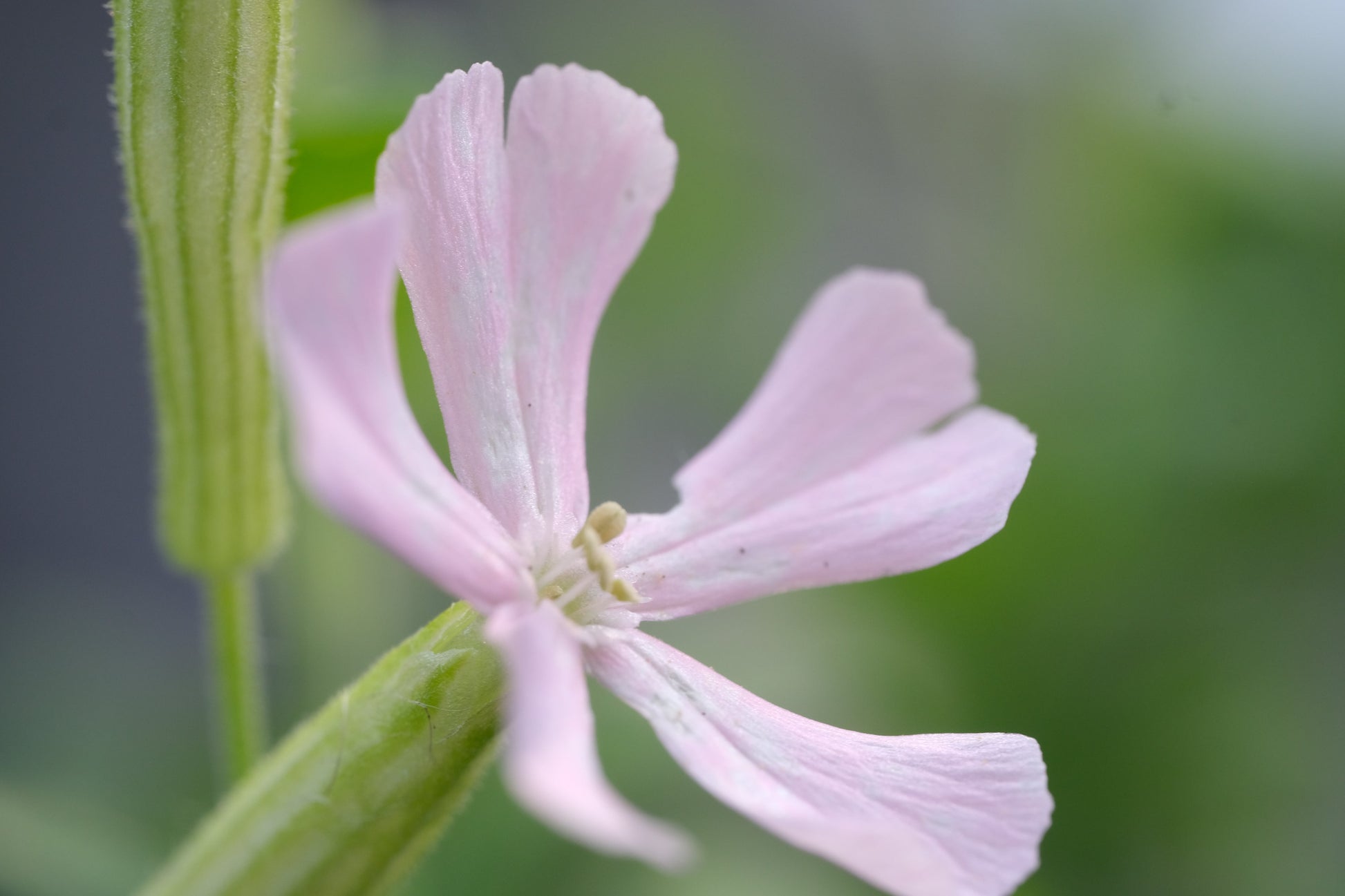 Silene schafta 'Shell Pink' (alpine catchfly) – The Old Dairy Nursery ...