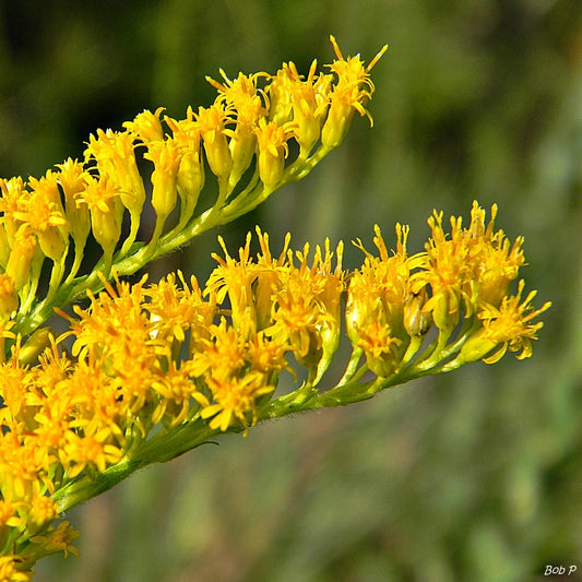 Solidago gigantea (giant goldenrod) – The Old Dairy Nursery & Gardens