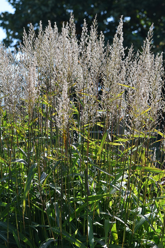 Spodiopogon sibiricus | frost grass – The Old Dairy Nursery & Gardens