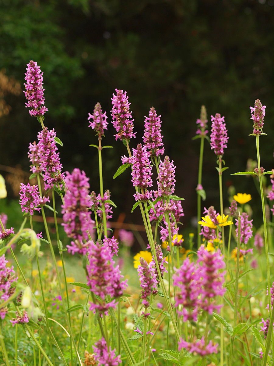 Stachys officinalis (betony) – The Old Dairy Nursery & Gardens