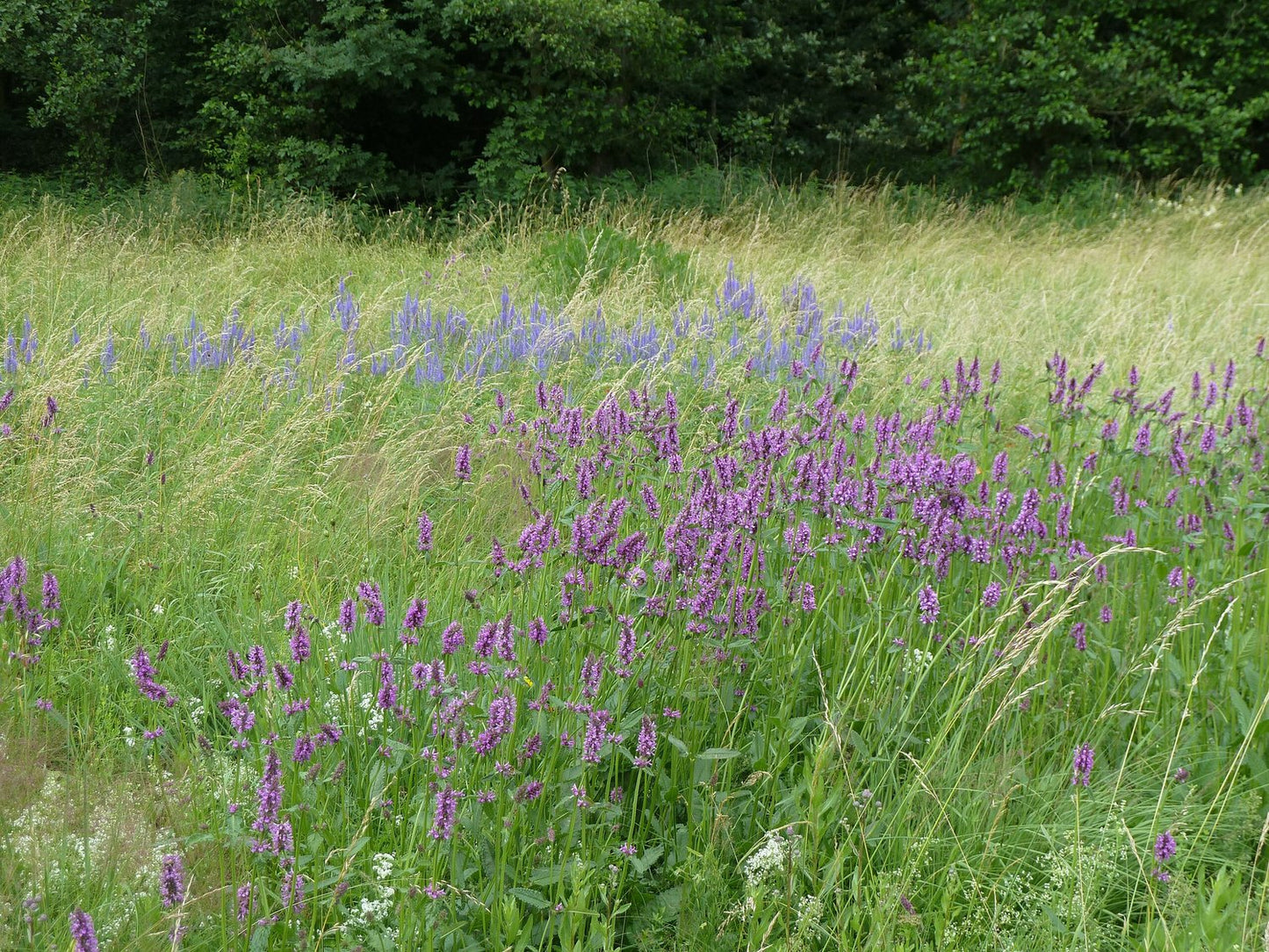 Stachys officinalis (betony) – The Old Dairy Nursery & Gardens