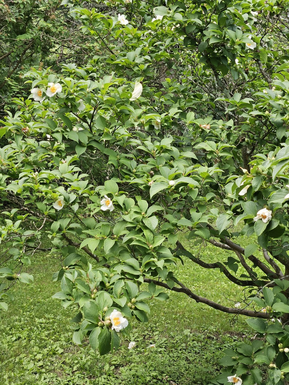 Stewartia pseudocamellia (Japanese stewartia) – The Old Dairy Nursery ...