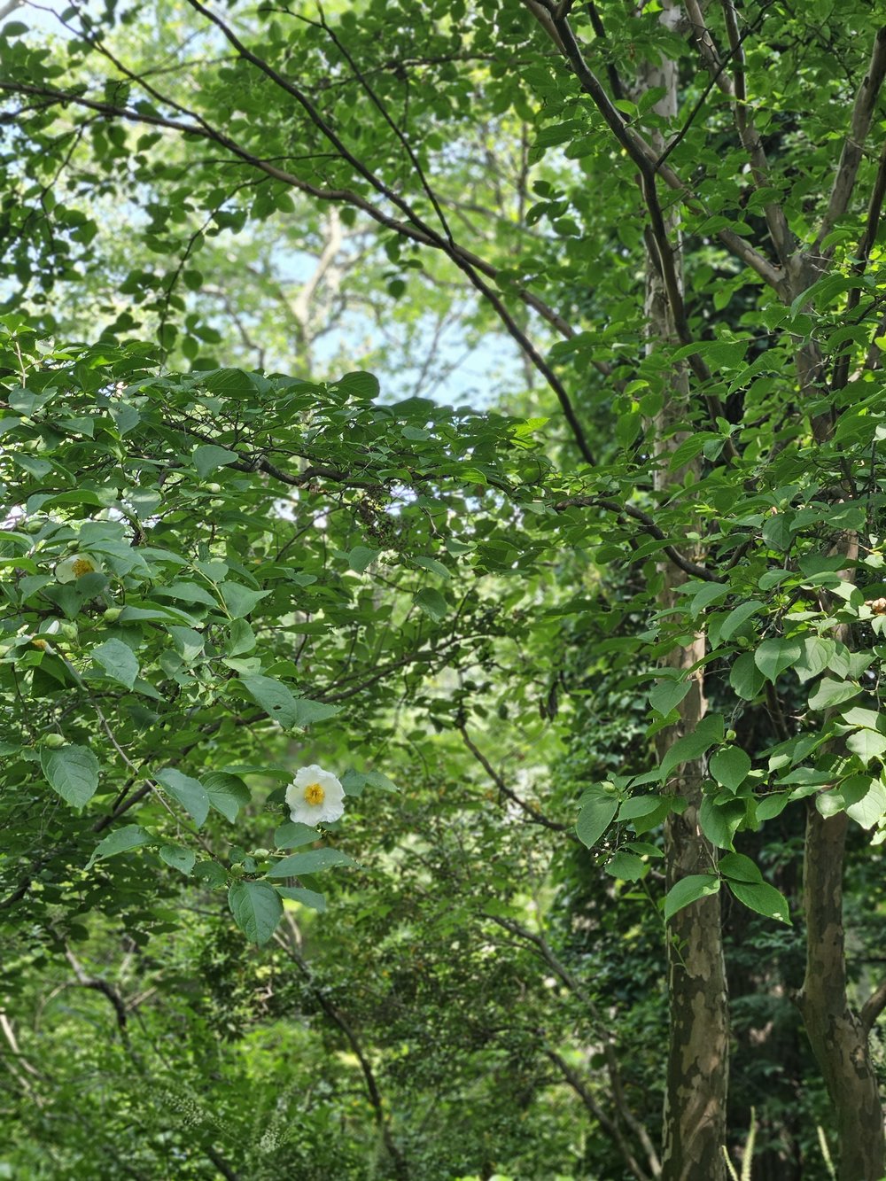 Stewartia pseudocamellia (Japanese stewartia) – The Old Dairy Nursery ...