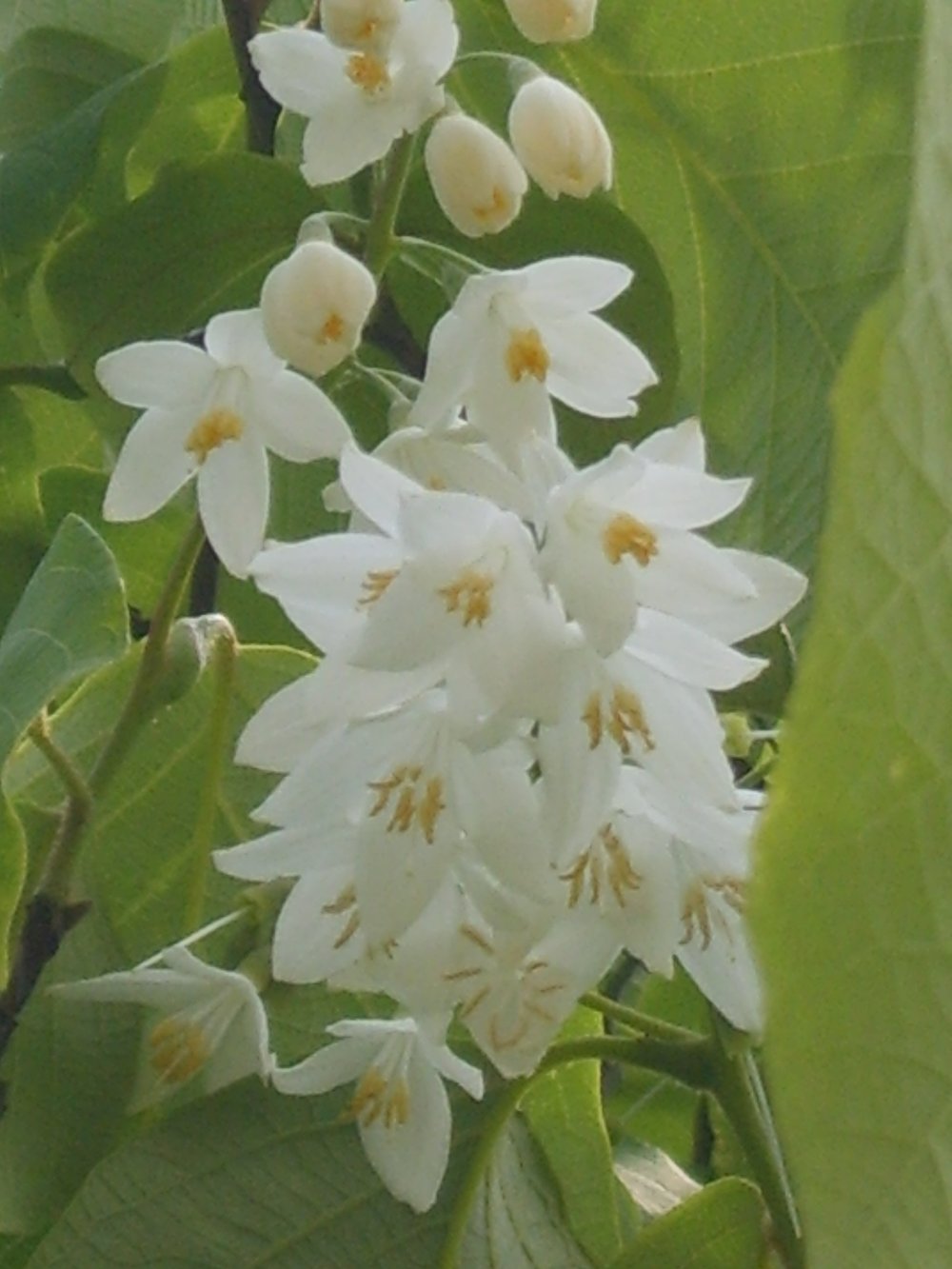 Styrax obassia (fragrant snowbell) – The Old Dairy Nursery & Gardens