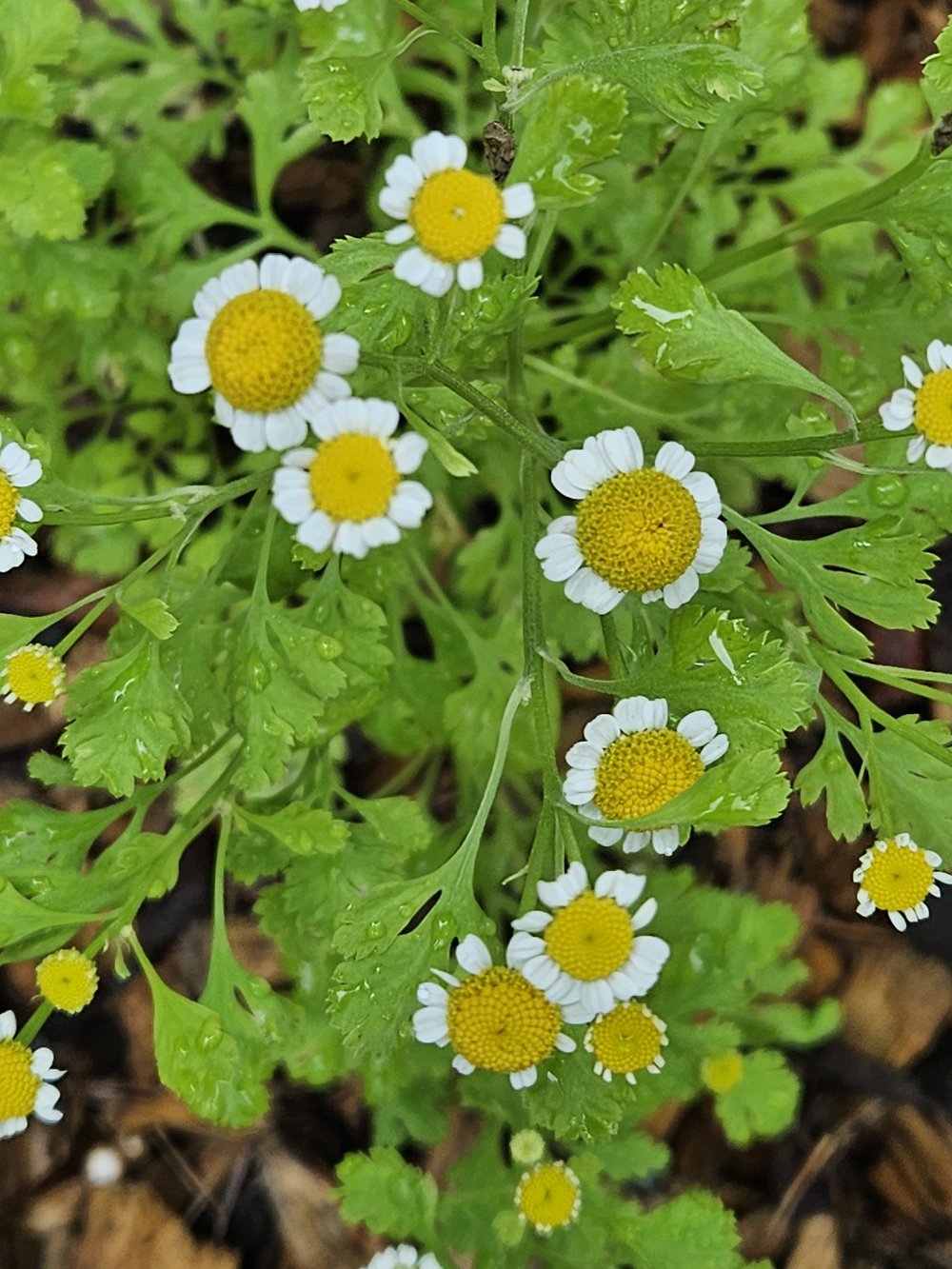 Tanacetum parthenium 'Golden Moss' (tansy) – The Old Dairy Nursery ...